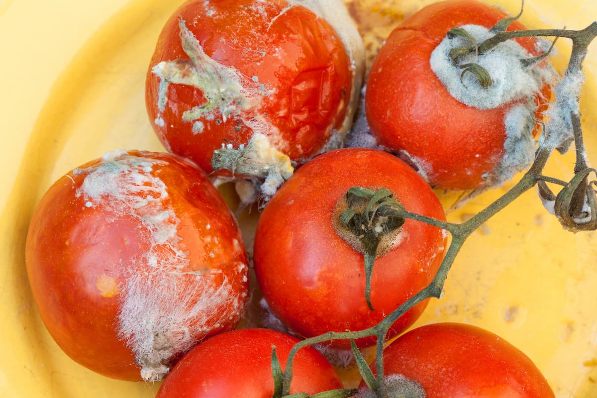Why Are My Tomatoes White – Disease, Fungus & Other Causes