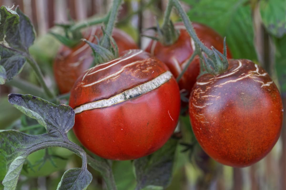Why Are My Tomatoes White Inside – Disease Or Normal?