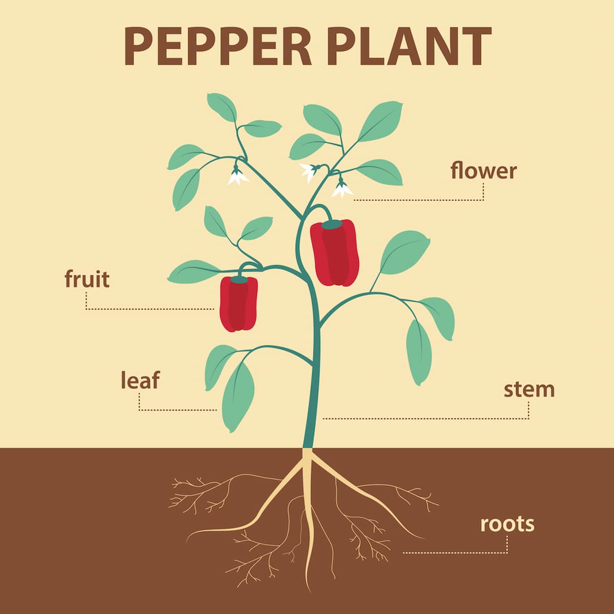 Can You Plant Peppers Deep Like Tomatoes – Here’s How
