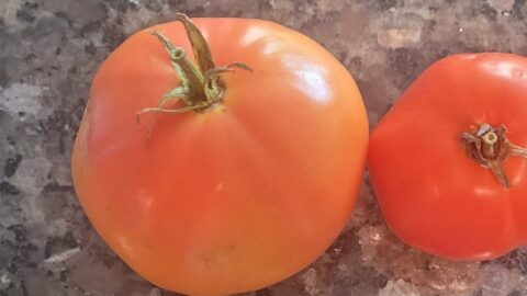 Why Are My Tomatoes White Inside – Disease Or Normal?