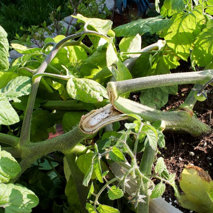 Can A Tomato Plant Survive A Broken Stem – & Tips To Fix It!