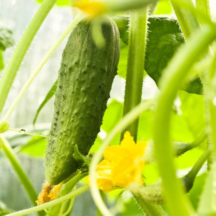 Can Cucumbers Grow Too Big