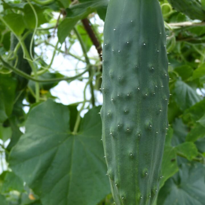 Why Are My Cucumbers Fat On One End – Here’s The Causes!