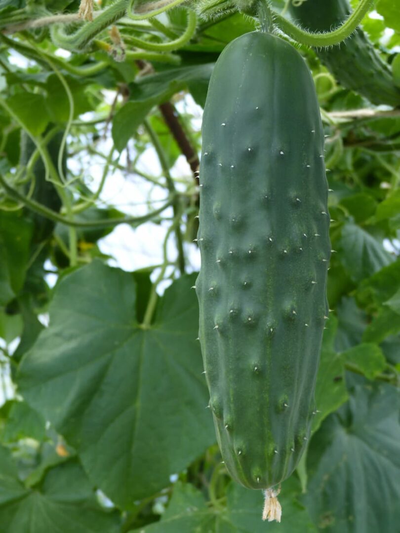 Why Are My Cucumbers Fat On One End – Here’s The Causes!