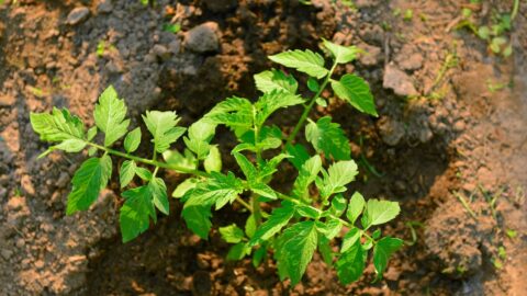 Can You Grow Campari Tomatoes From Seed – Ideal Conditions & Tips