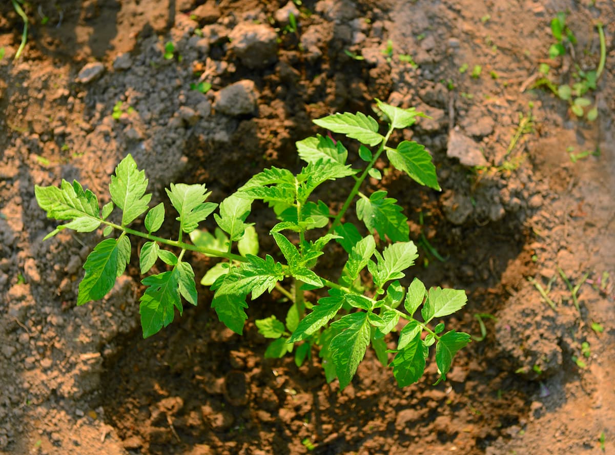 Can You Grow Campari Tomatoes From Seed – Ideal Conditions & Tips