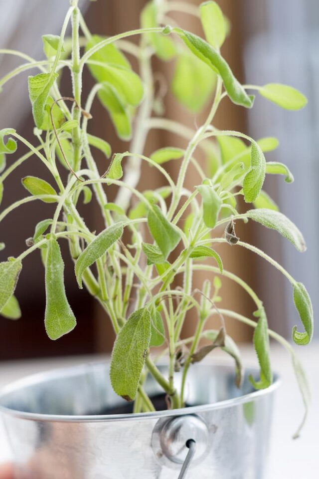 My Seedling Stem Broke – How To Repair & Fix