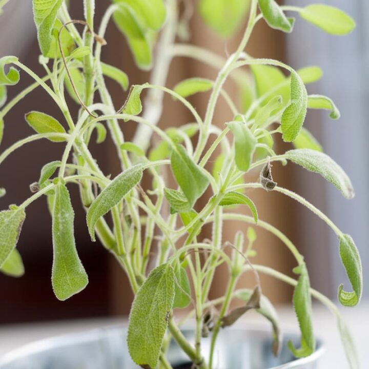 My Seedling Stem Broke – How To Repair & Fix – Gardening With Allie