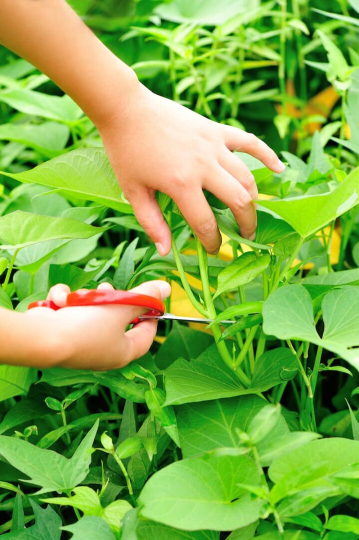 Trim Potato Plants