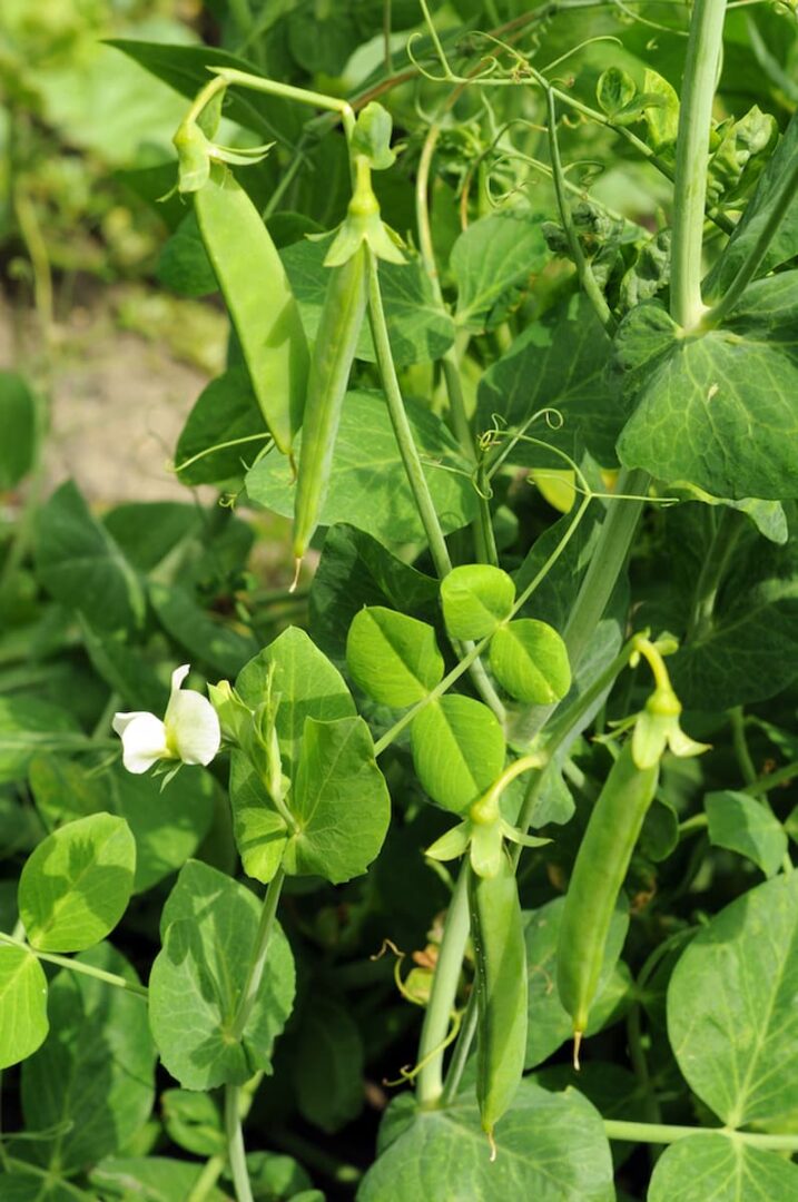 When To Pick Peas – A Helpful Guide