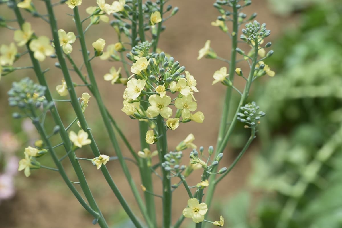Why Is My Broccoli Flowering – Causes & Fixes