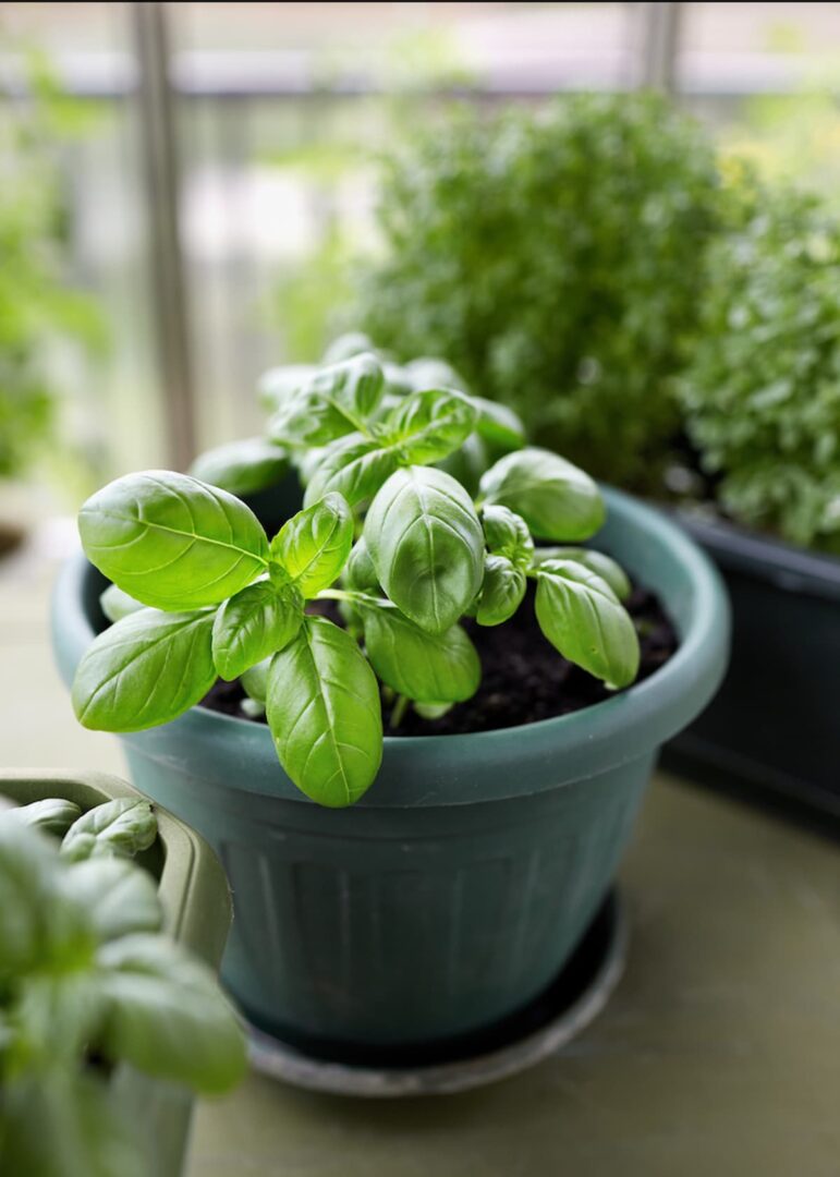 How Long Will Basil Grow Indoors