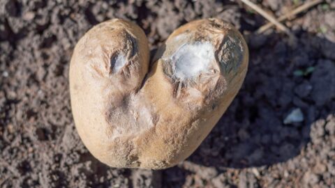 Can You Plant Moldy Potatoes – Is It Safe?