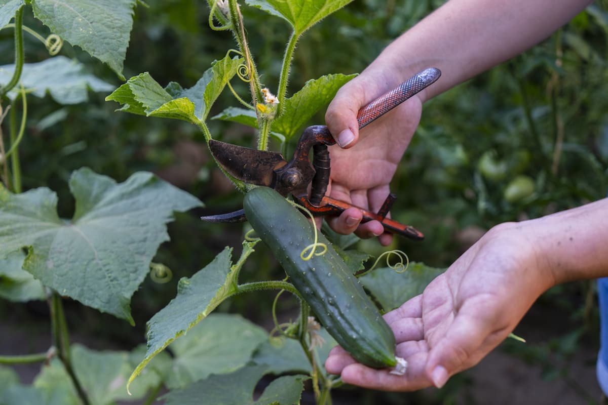 Do Cucumbers Scream When You Cut Them – Pain & Feeling In The Garden!