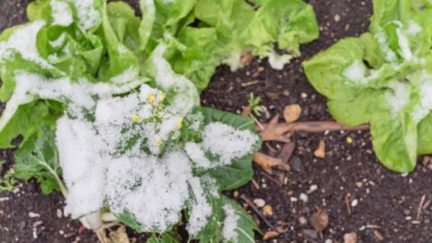 How Do I Keep My Lettuce From Freezing – 9 Proven Methods