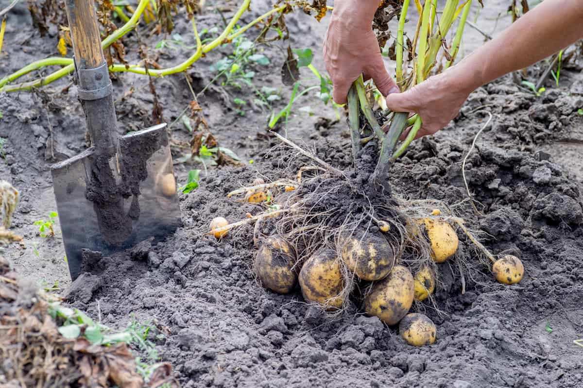 Trim Potato Plants