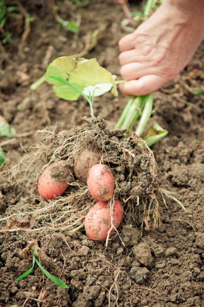 Why Do Potato Plants Fall Over – Staking & Other Solutions!