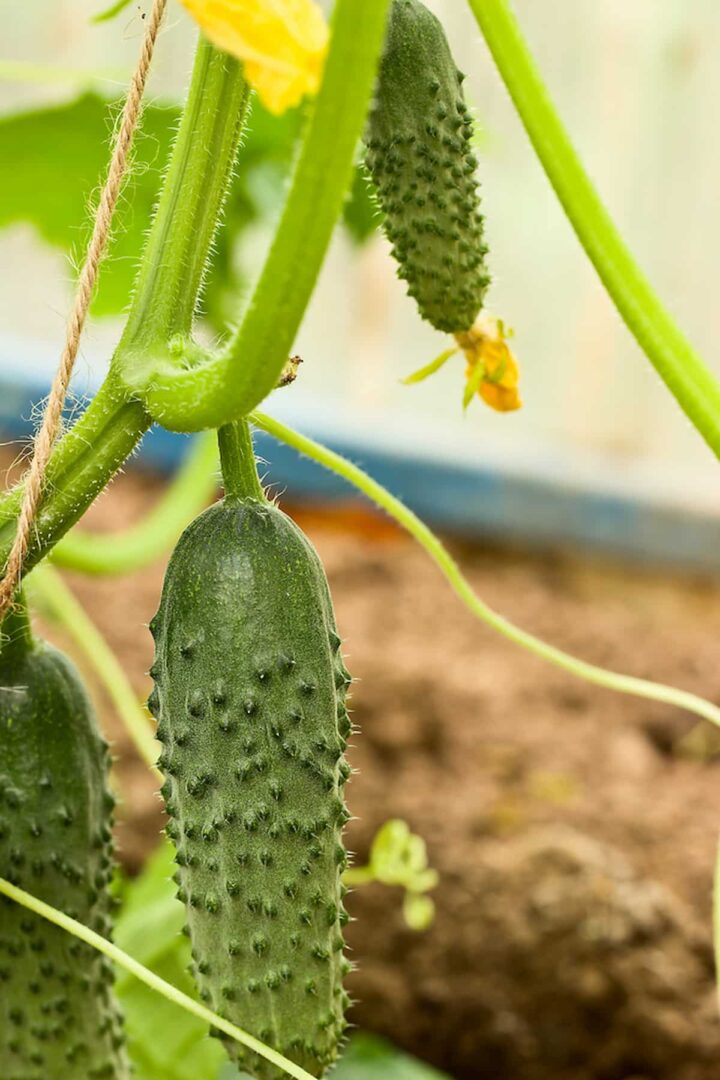Small Cucumber Varieties – A Complete List