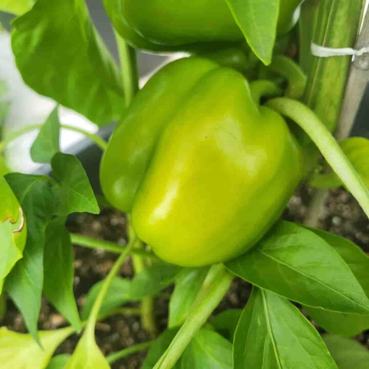 Bell Pepper Growing Green Inside – Causes & Fixes