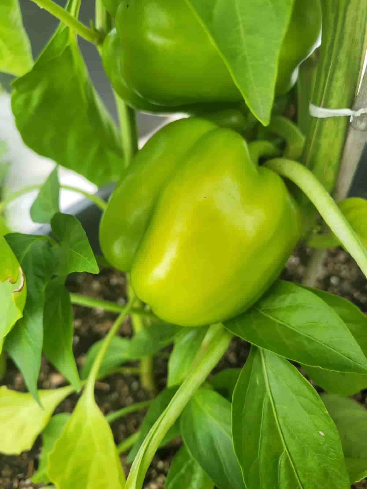 Bell Pepper Growing Green Inside – Causes & Fixes