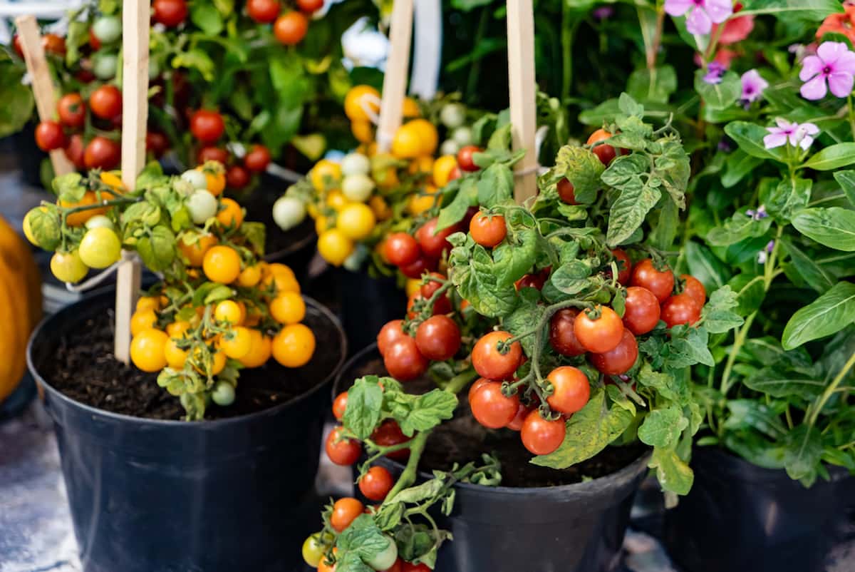 Growing Tomato Plants In Pots – A Hands-On Guide!