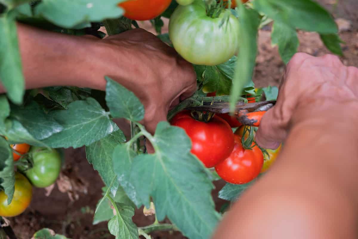 Topping Tomato Plants – A Helpful Guide
