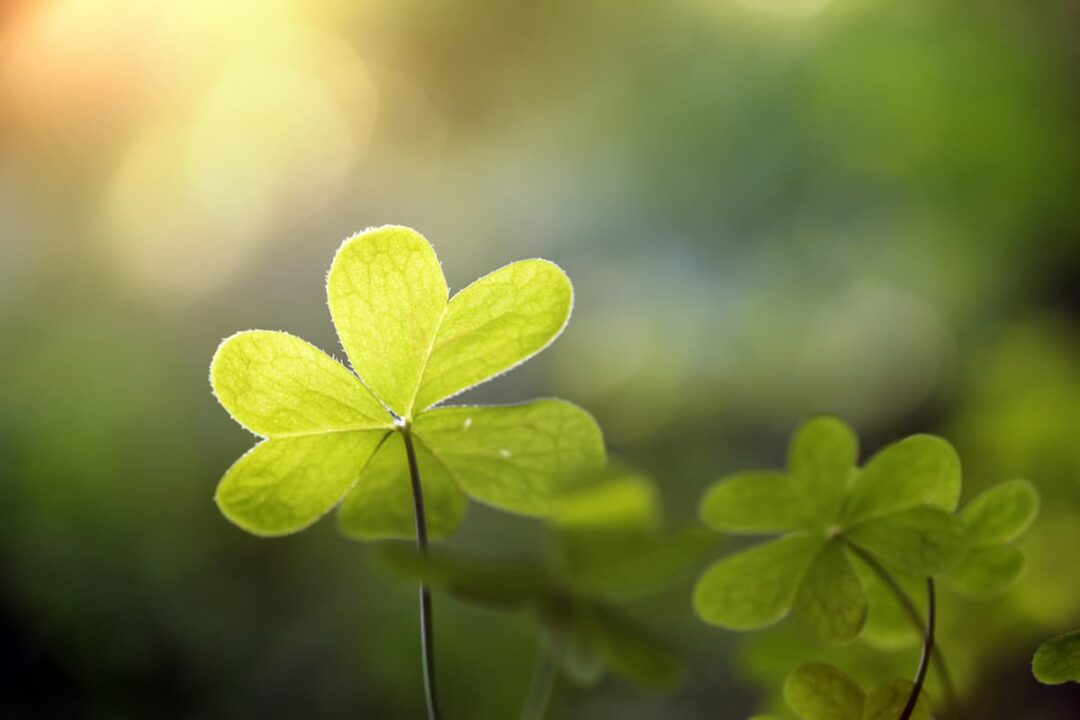 What Clover Grows Best In Shade – My Favorite Picks!