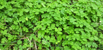 What Clover Grows Best In Shade – My Favorite Picks!