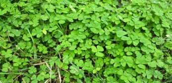 What Clover Grows Best In Shade – My Favorite Picks!