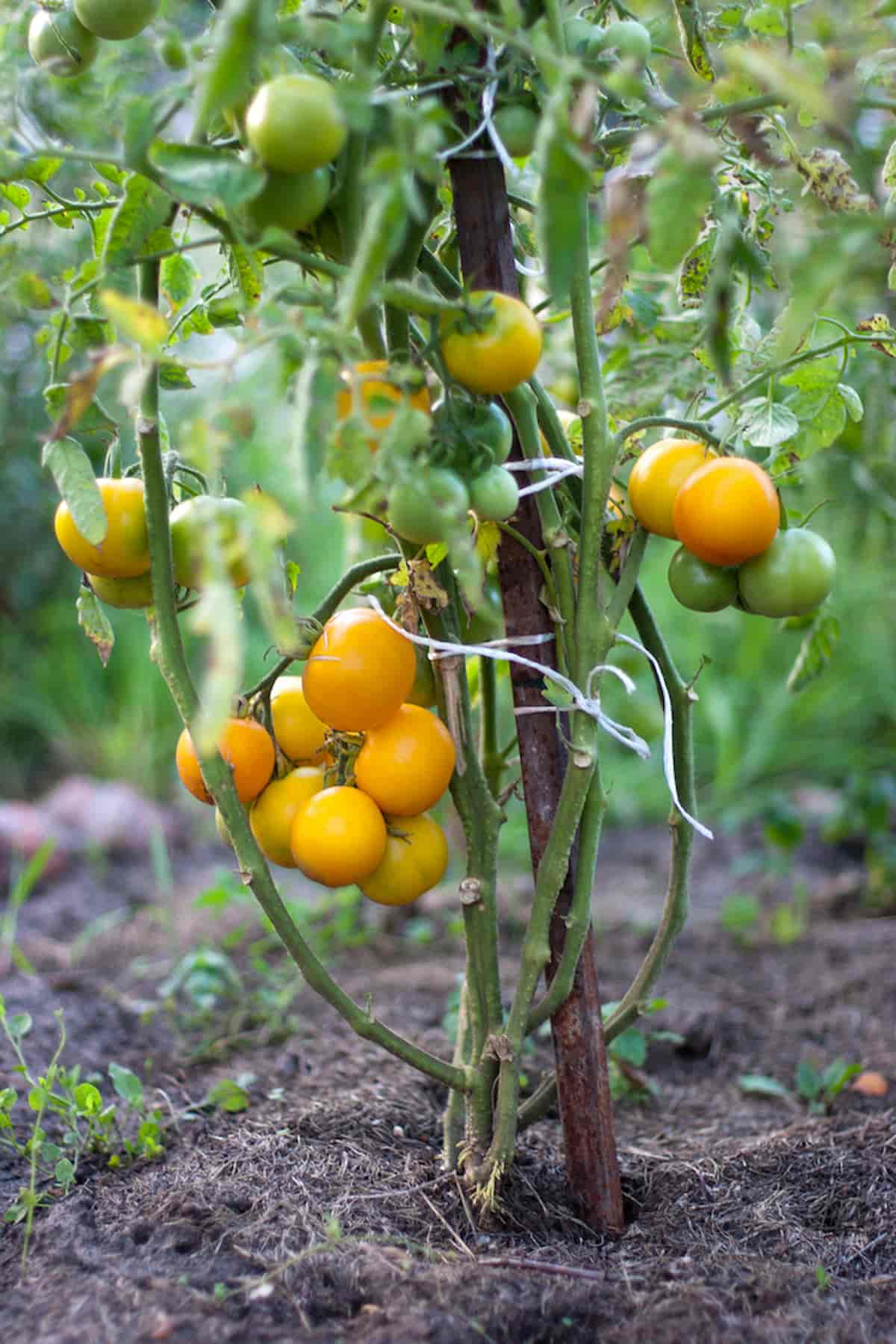 15 Tiny Tomato Varieties – A Complete List!