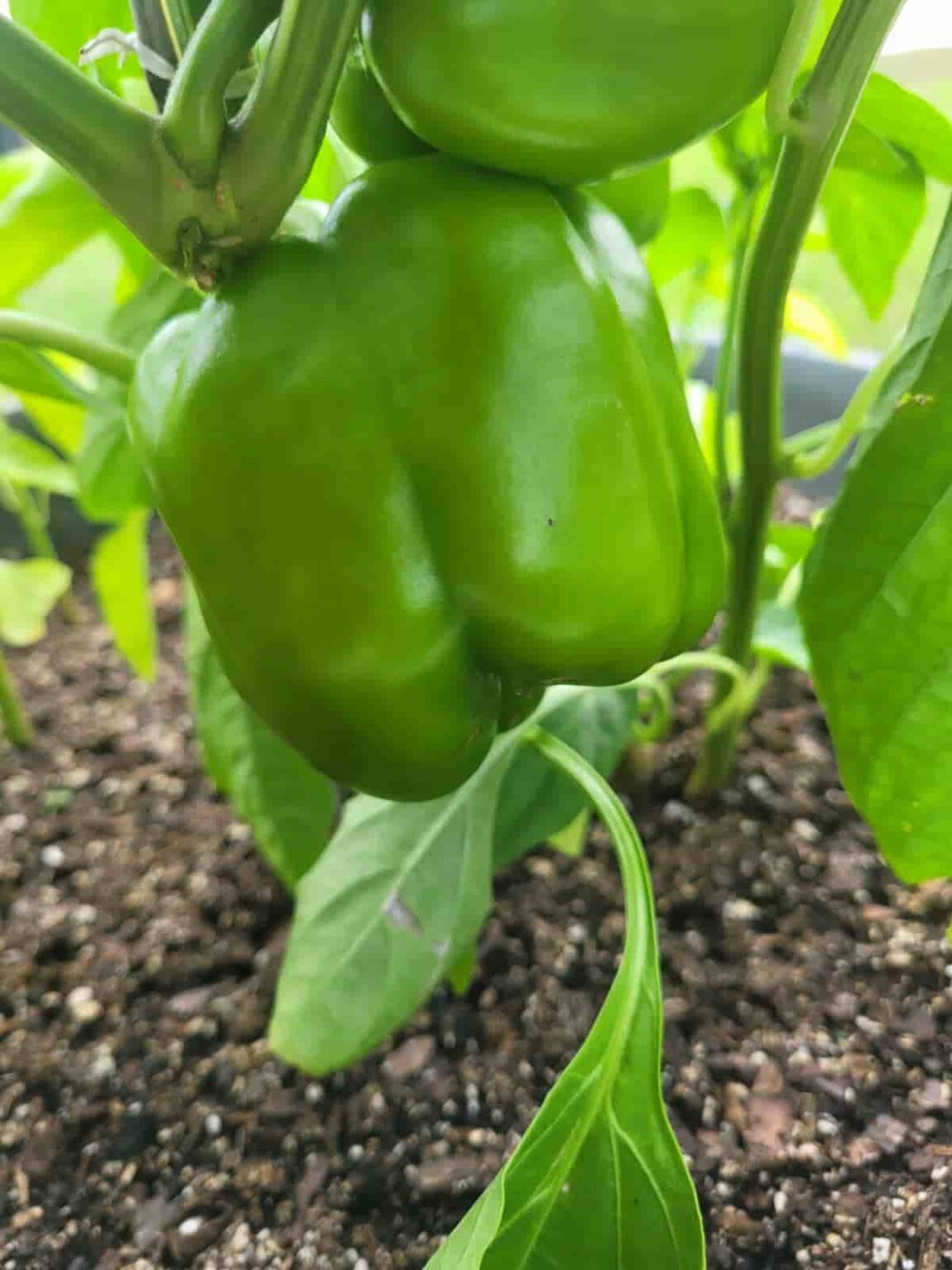 Bell Pepper Growing Green Inside – Causes & Fixes