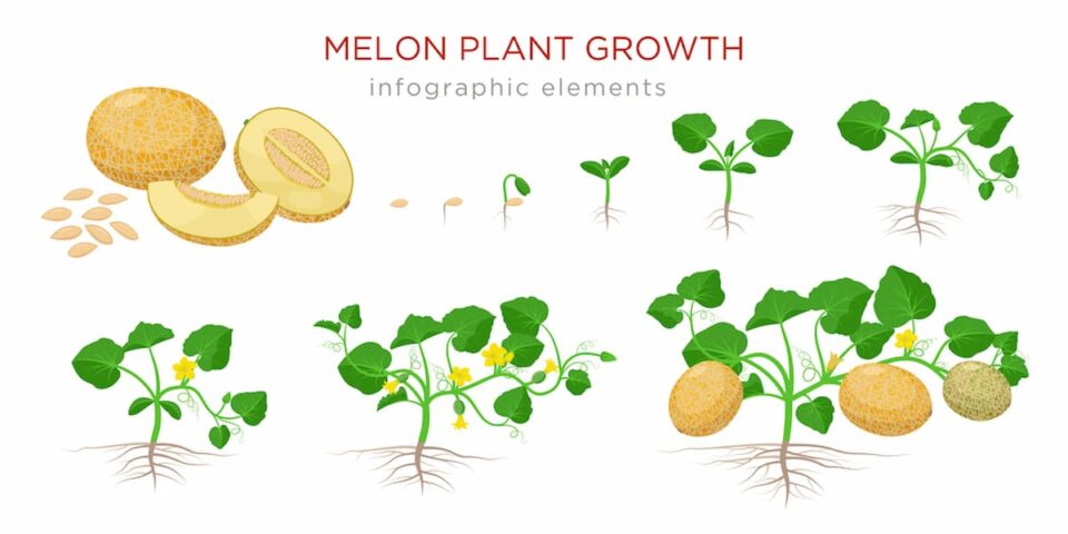 How To Grow Honeydew Melons In Containers