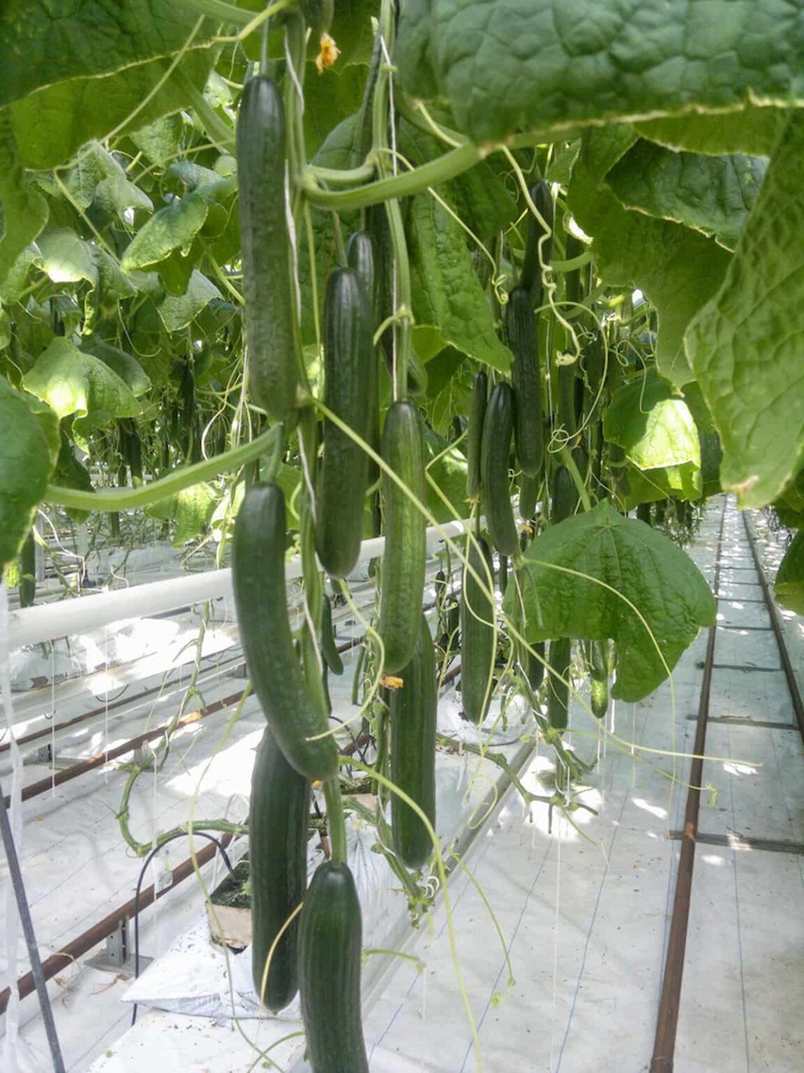 Small Cucumber Varieties – A Complete List