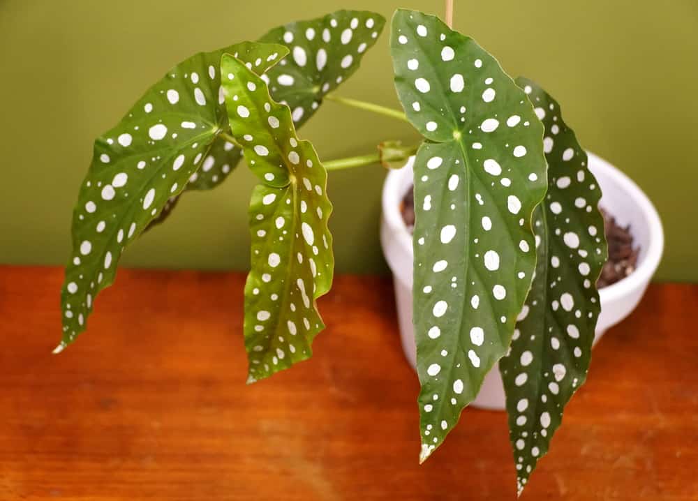 10 Red Leaf Houseplants You Need To Know!