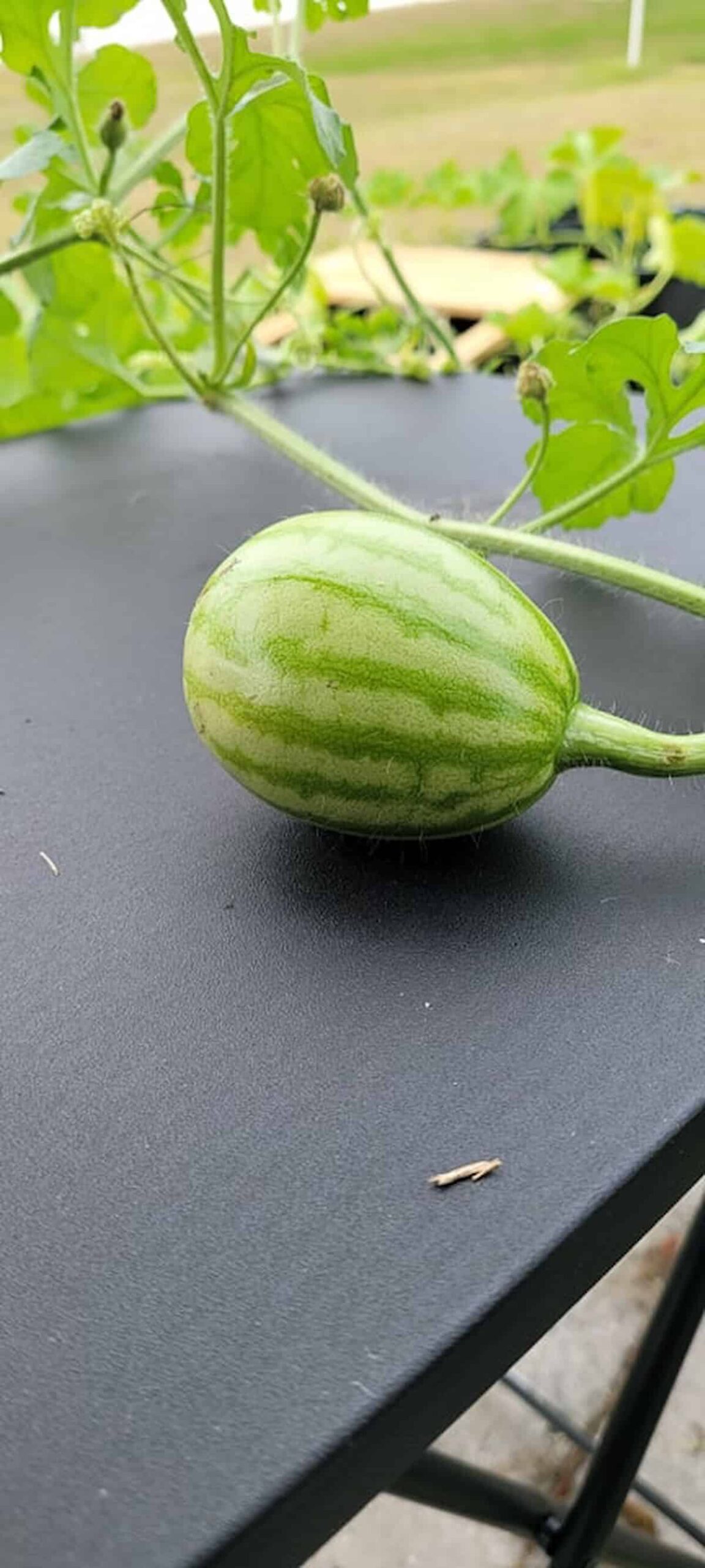Can Watermelons Get Too Much Water – How Much Is Enough?