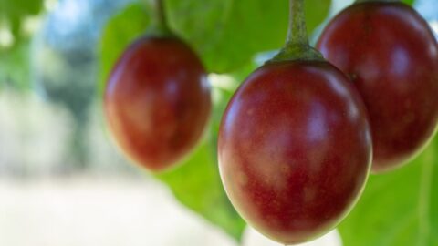 How To Grow Tamarillo Trees – A Complete Guide