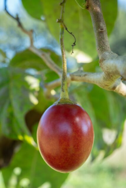 How To Grow Tamarillo Trees – A Complete Guide
