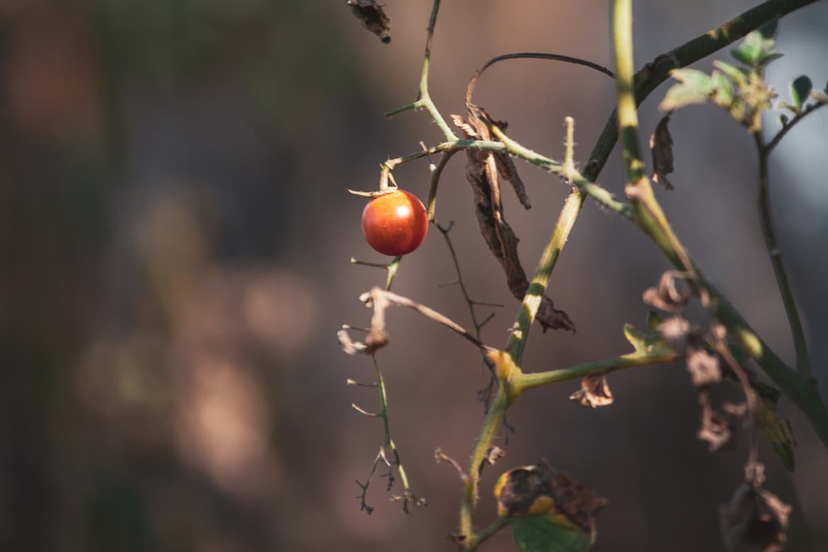 Tomato Stem Problems – Common Causes & Fixes