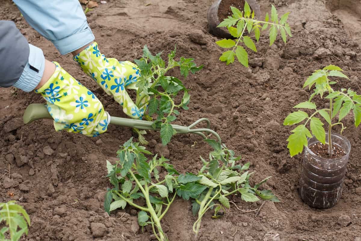 How Deep To Plant Tomatoes – A Planting Guide