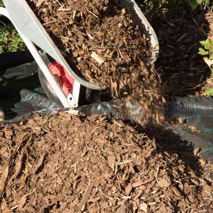 Can Mulch Prevent Soil Erosion