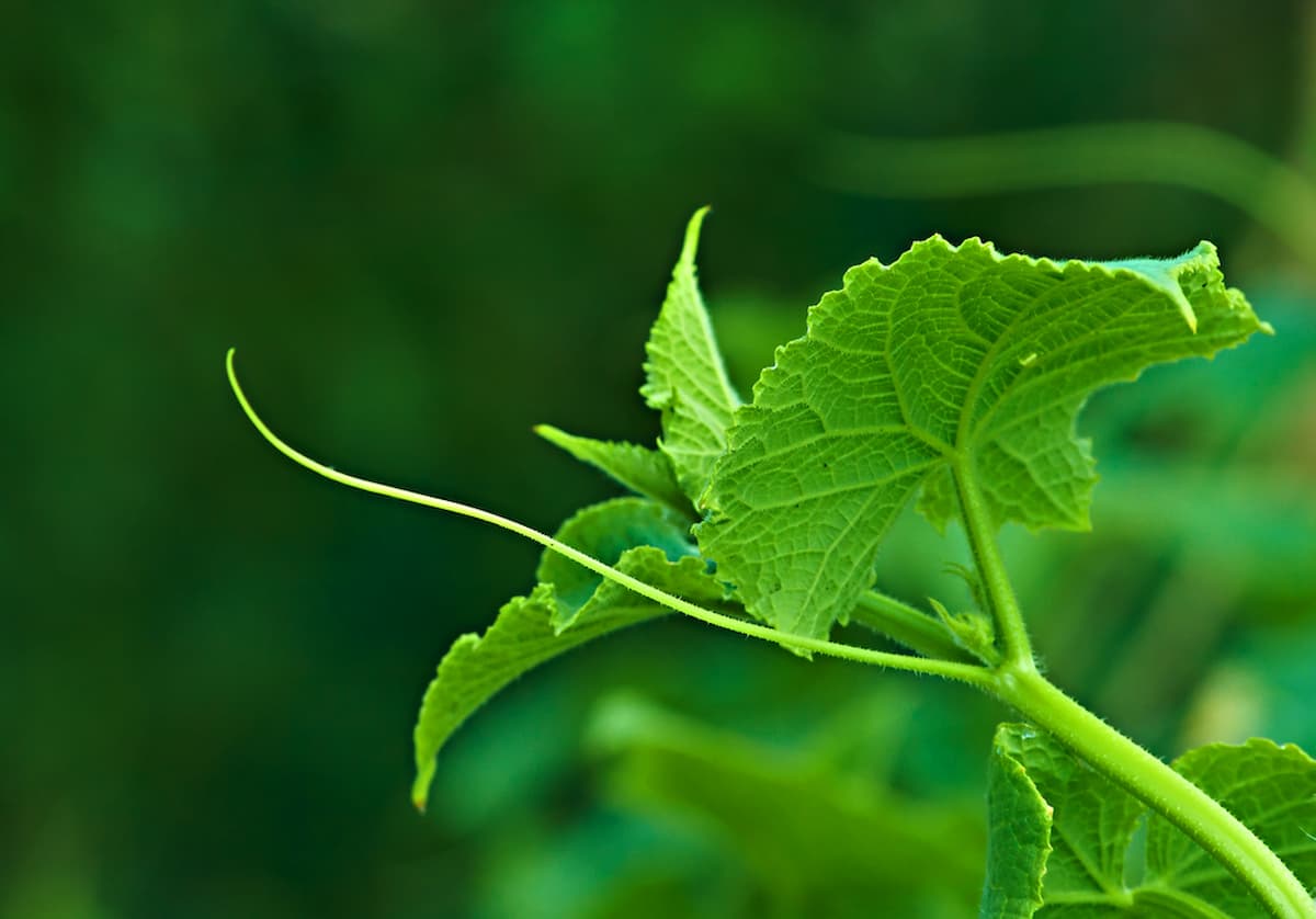 Cucumber Plant Broken Stem – How To Prevent & Fix It
