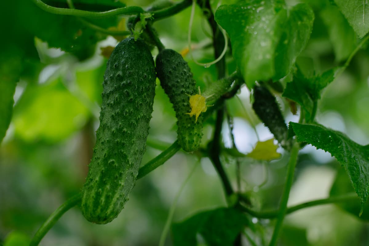Cucumber Plant Broken Stem – How To Prevent & Fix It