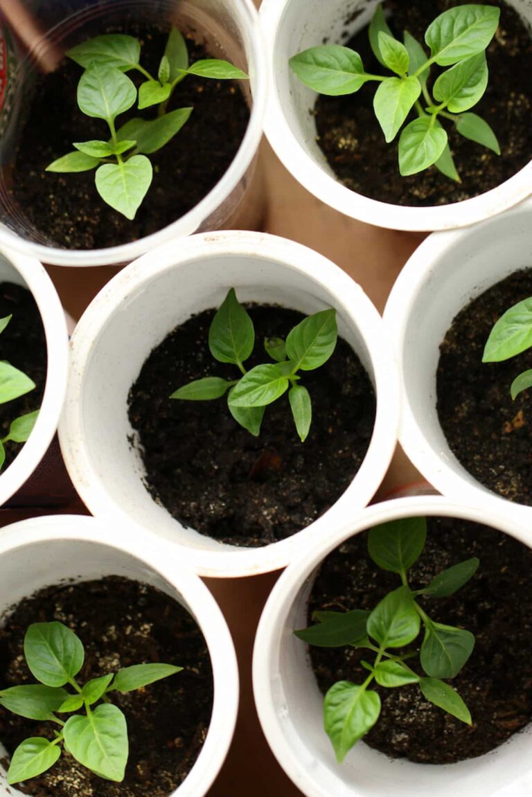 Why Do Seeds Need To Absorb Water