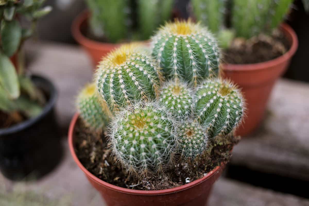 How Do Cactus Plants Make Food – The Fascinating Answer!