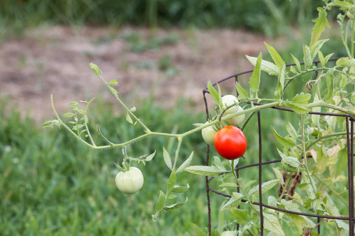 Tomato Cages – The Best Ways To Use & Types