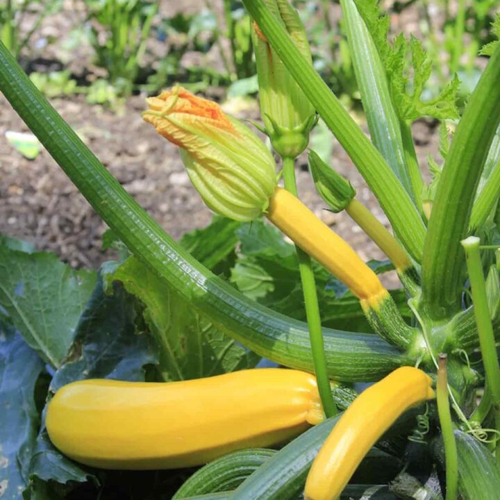 Why Is My Garden Squash Hard – Is It Normal?
