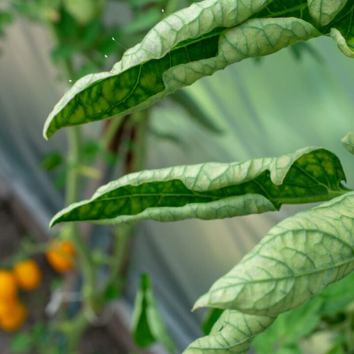 Tomato Plant Leaves Not Unfolding – Here’s What Causes It