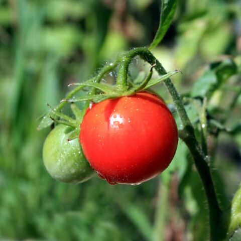 Why Are My Tomatoes Bitter – With Tips To Produce Better Flavor!