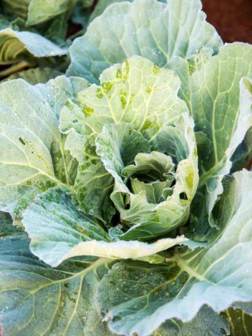 Why Are My Cabbage Plants So Tall – Factors To Consider!