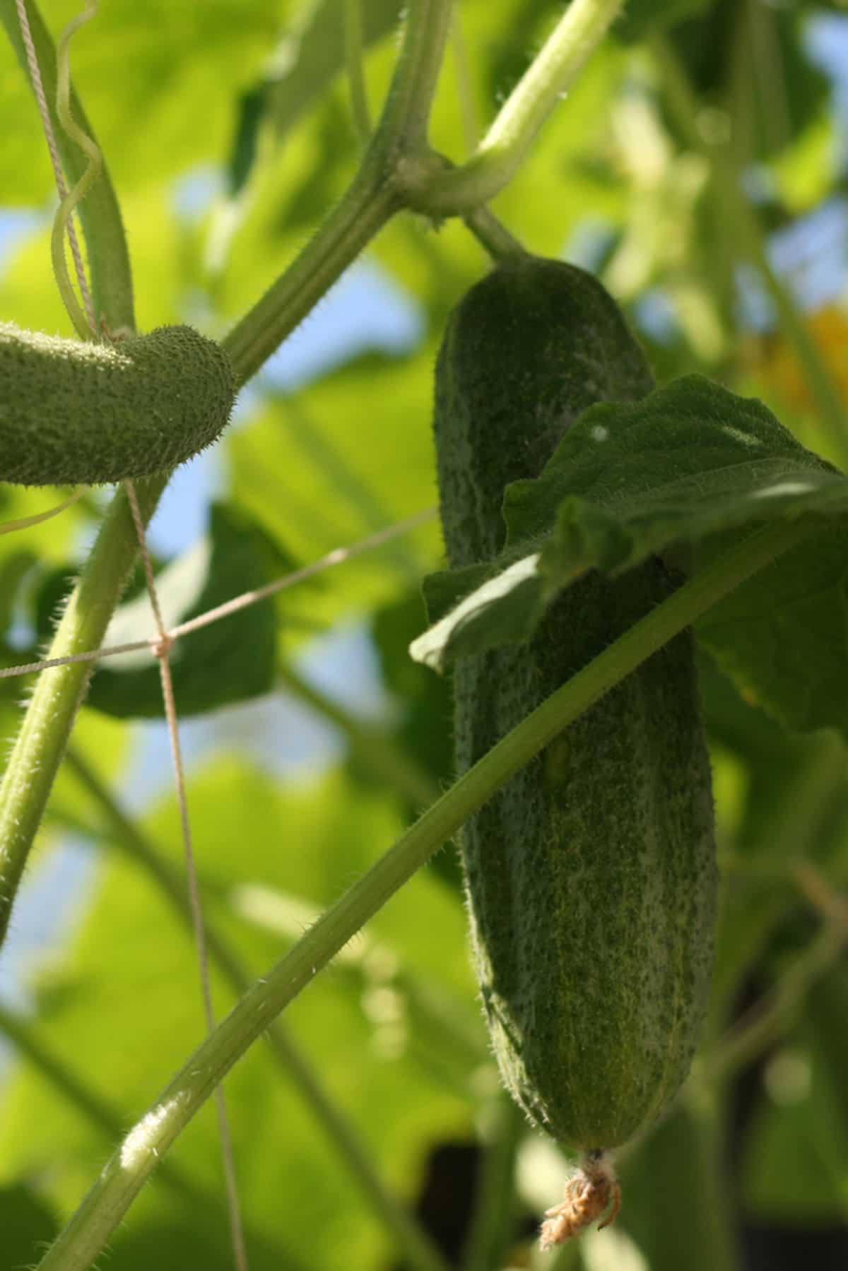 Why Are My Cucumbers So Large